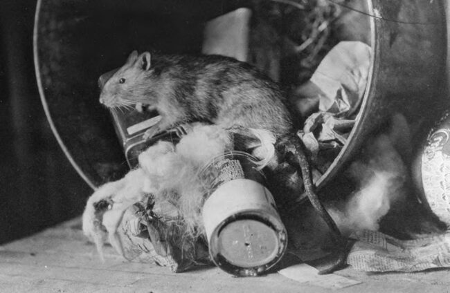 “I Think It Is True That They Can Smell Danger”: Titanic’s Rats ...